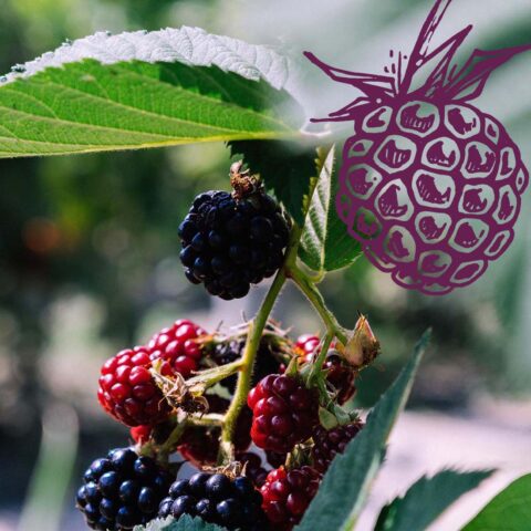 Home - Flat Rock Cider Company